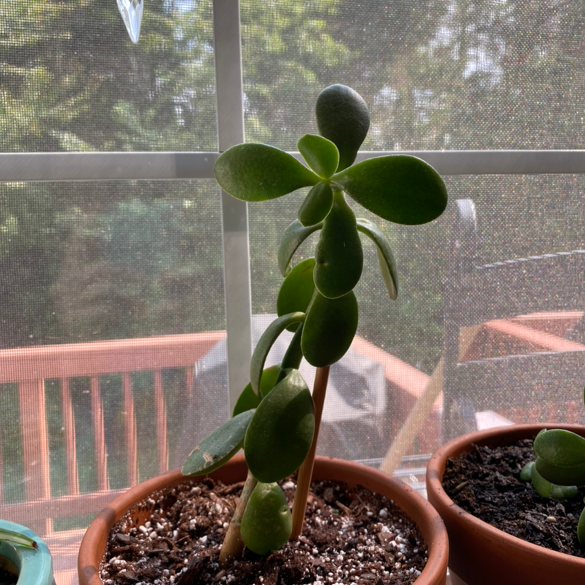 Why Are My Jade Leaves Falling Over?