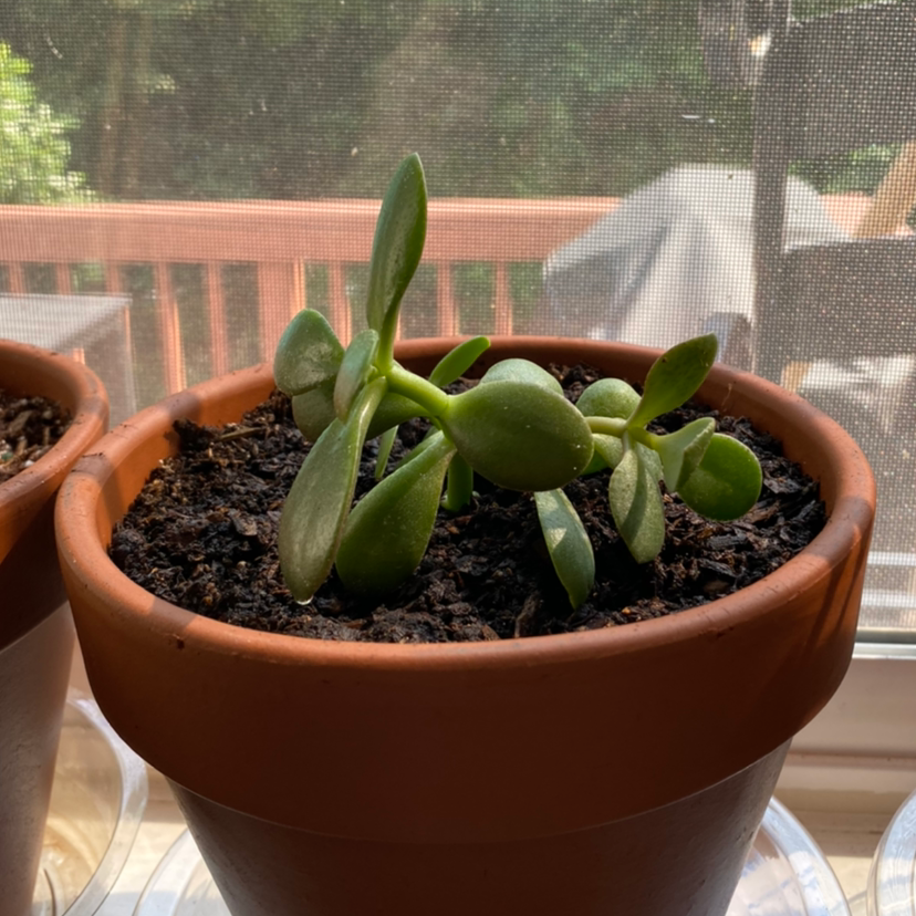 💧 How Much Humidity Does My Jade Need?