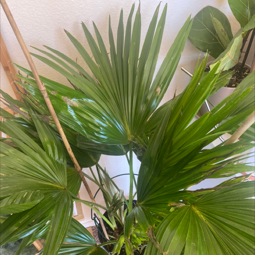 🌞 Your Chinese Fan Palm's Light Requirements