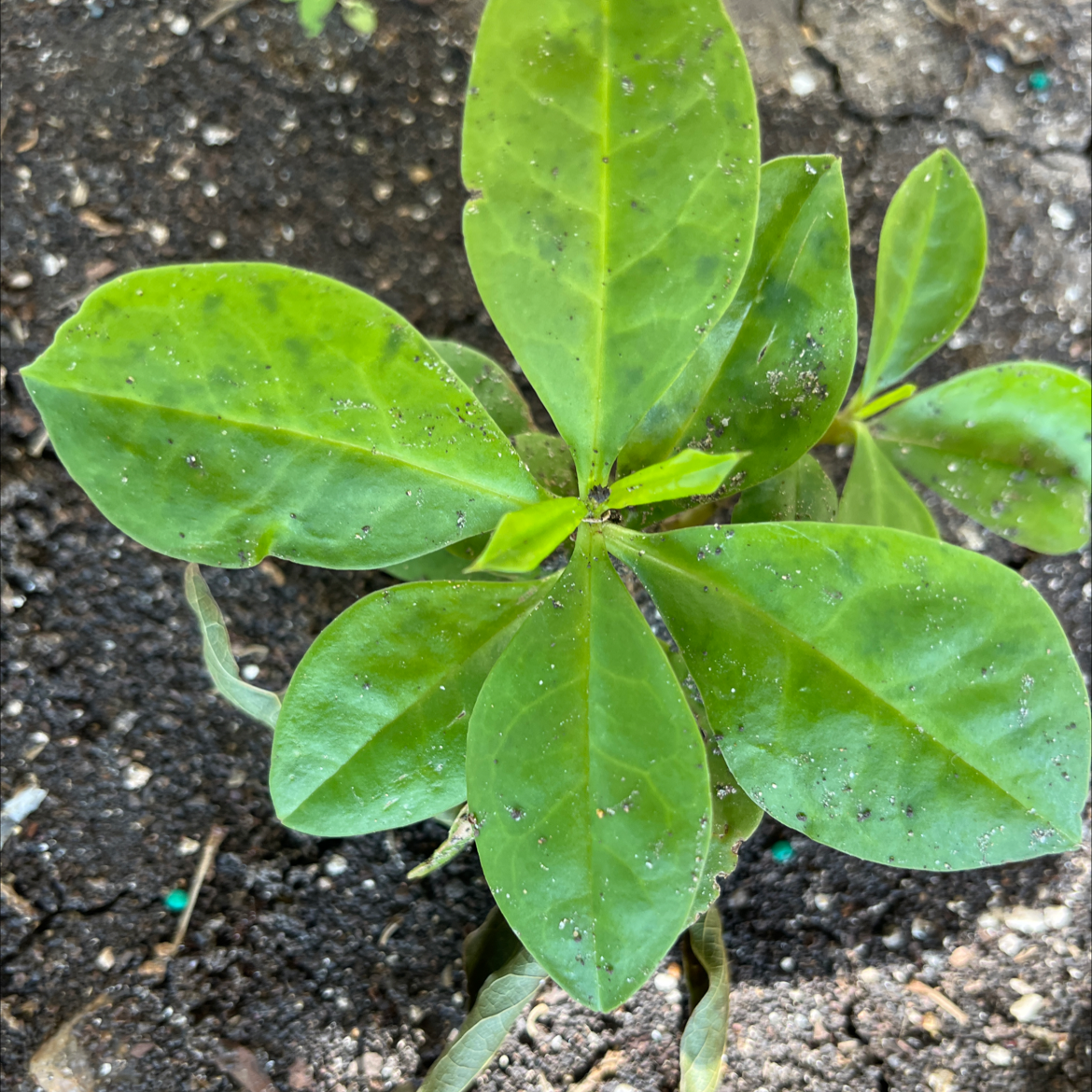 10 Benefits of Having a Jewels of Opar