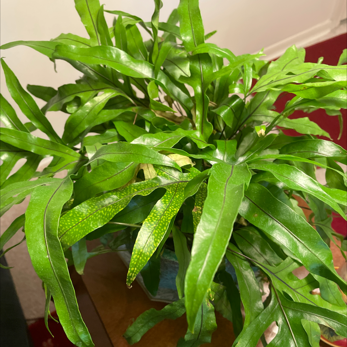 10 Benefits Of Having A Blue Star Fern