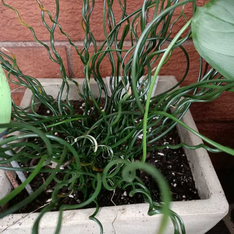 Best Potting Soil Mix for Corkscrew Rush