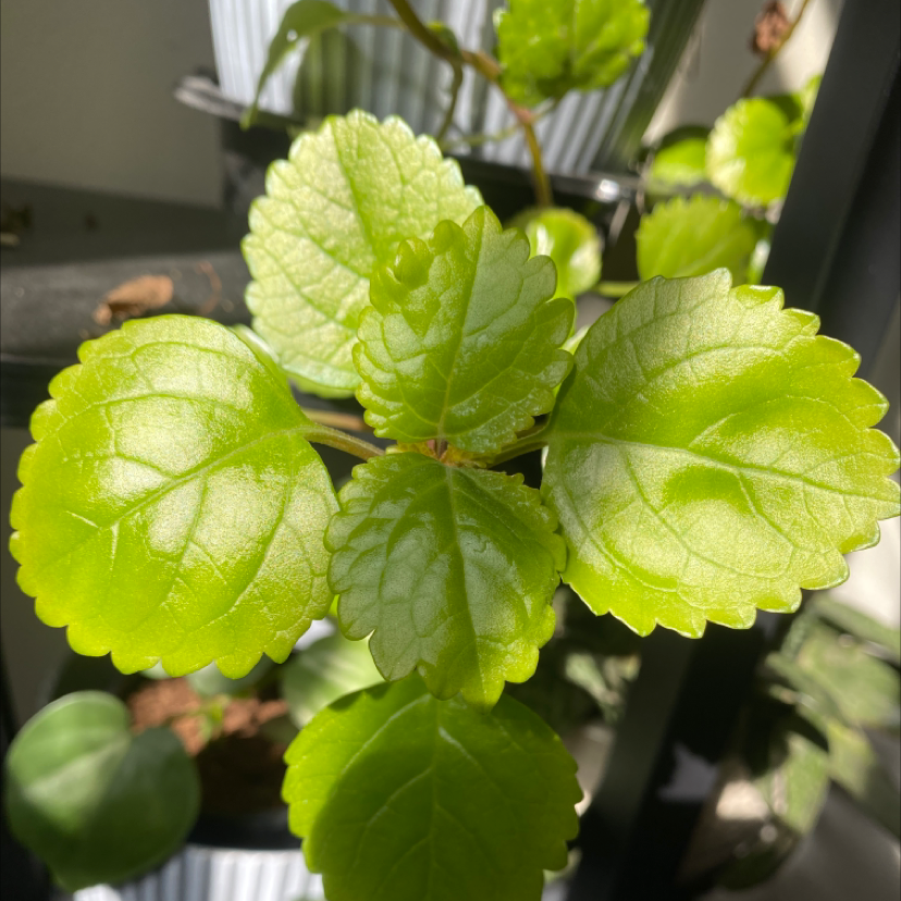 Propagating Your Creeping Charlie: Step-by-Step Guide