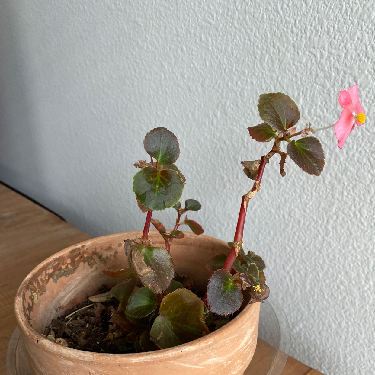What Temperature Does My Clubed Begonia Need?
