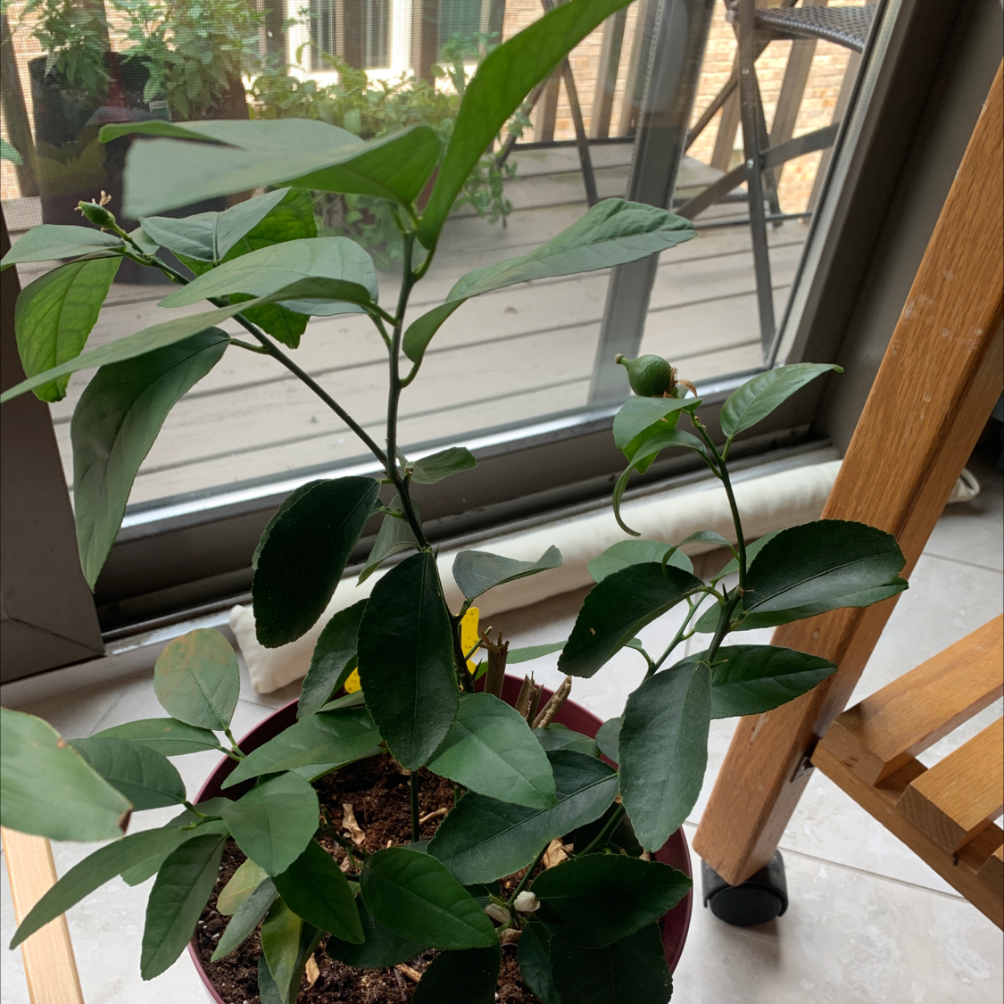 🍋 Why Are My Key Lime Tree Leaves Droopy?