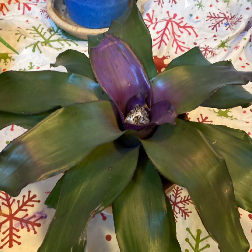 What To Do About Bugs on My Blushing Bromeliad? 🐛