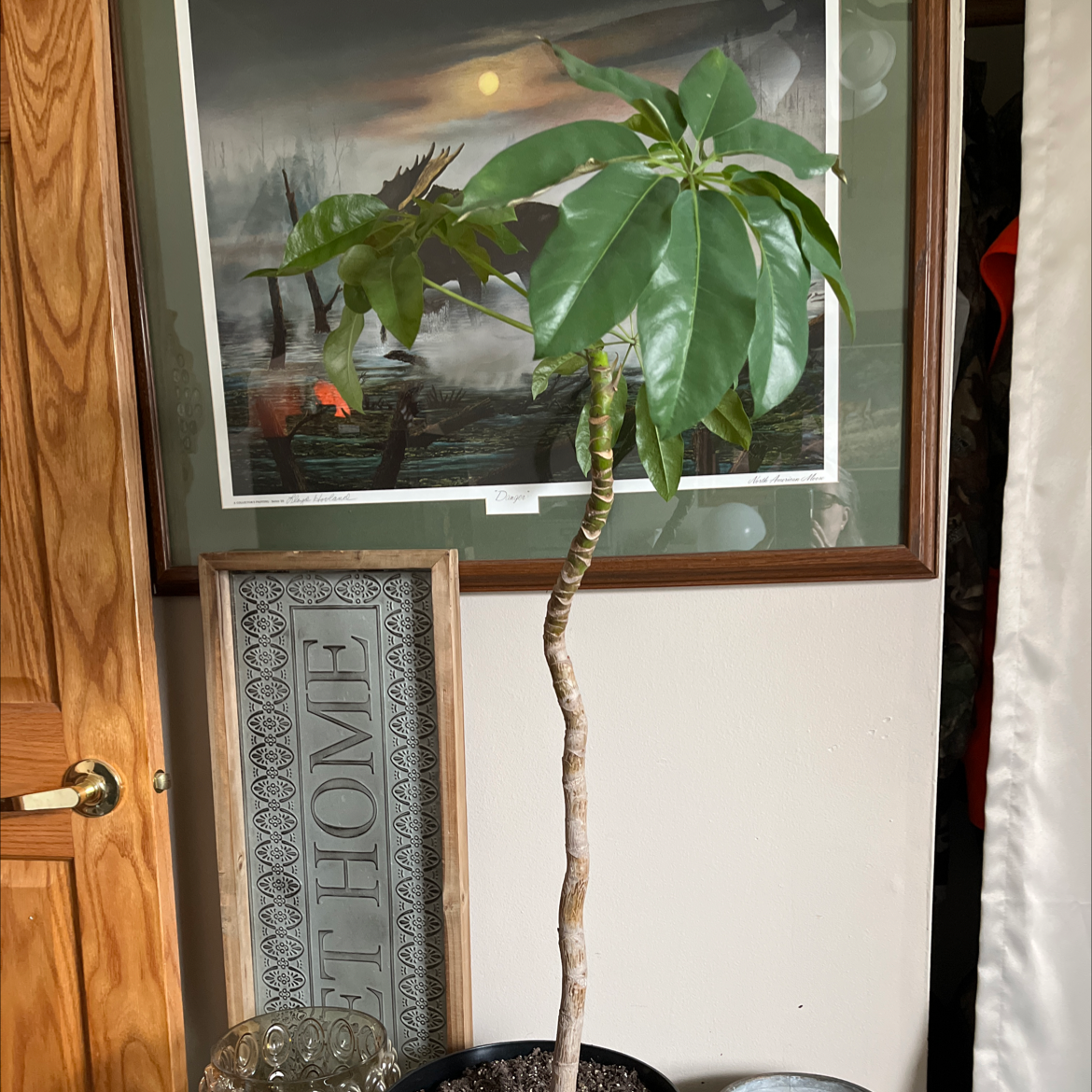 🐙 Why Are My Octopus Tree Leaves Dropping?