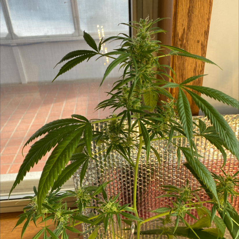Cannabis Plants Flowering Stages