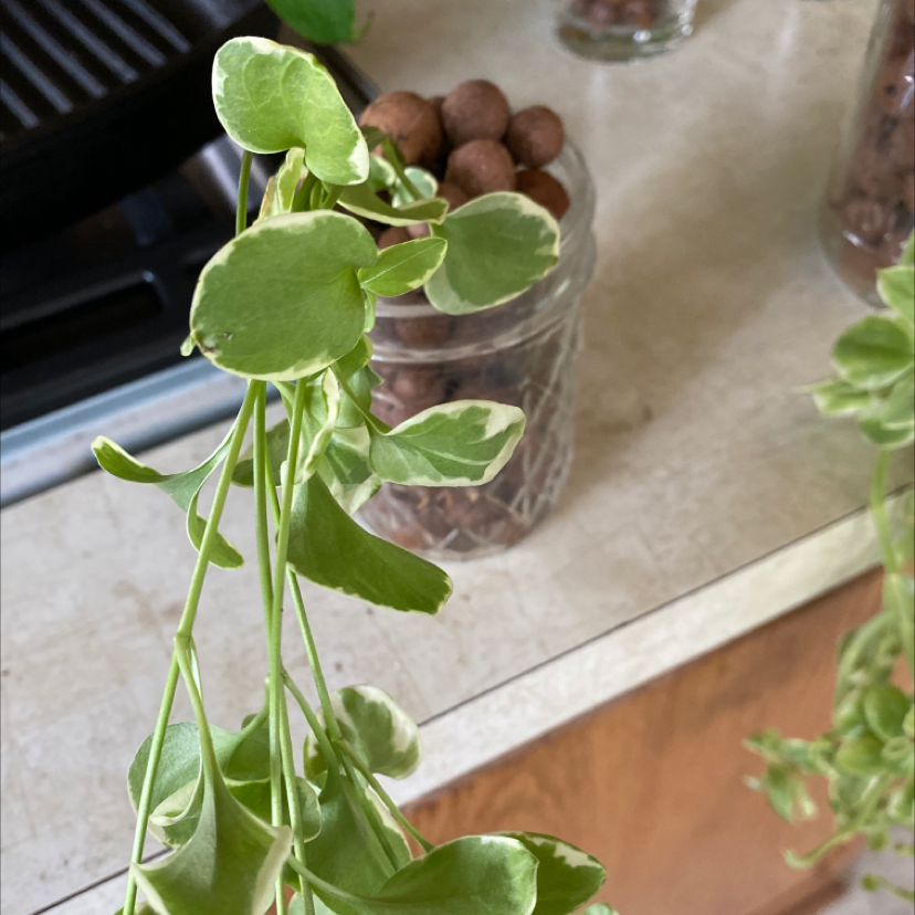 Why Are There Black Spots on My Greater Periwinkle Leaves?
