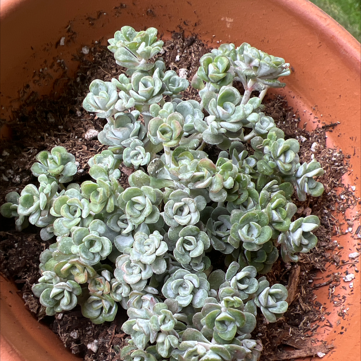 Best Soil for Purdy's Stonecrop