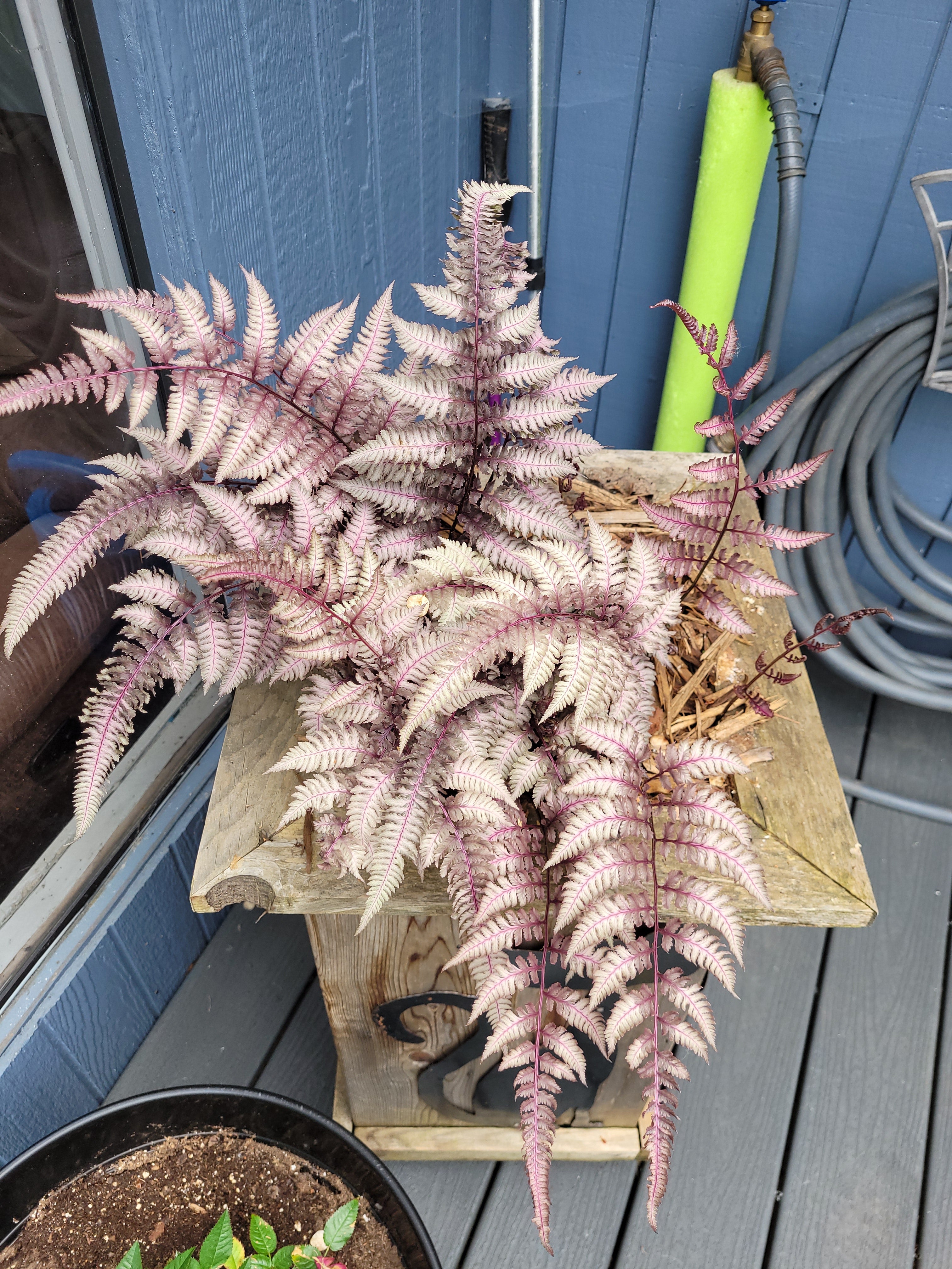 Black Spots on My Japanese Painted Fern Leaves