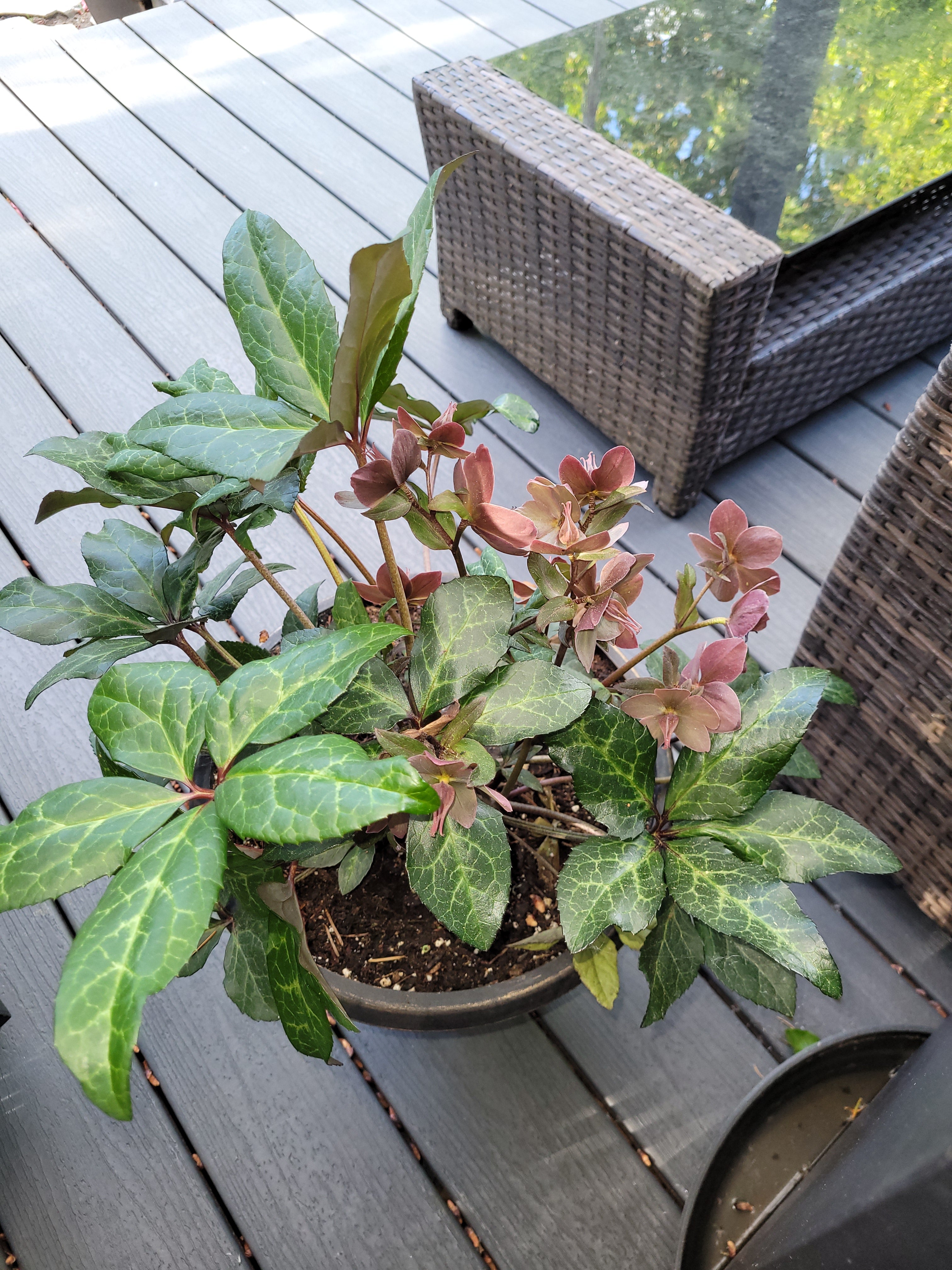 Why Are My Lenten Rose Leaves Curling?