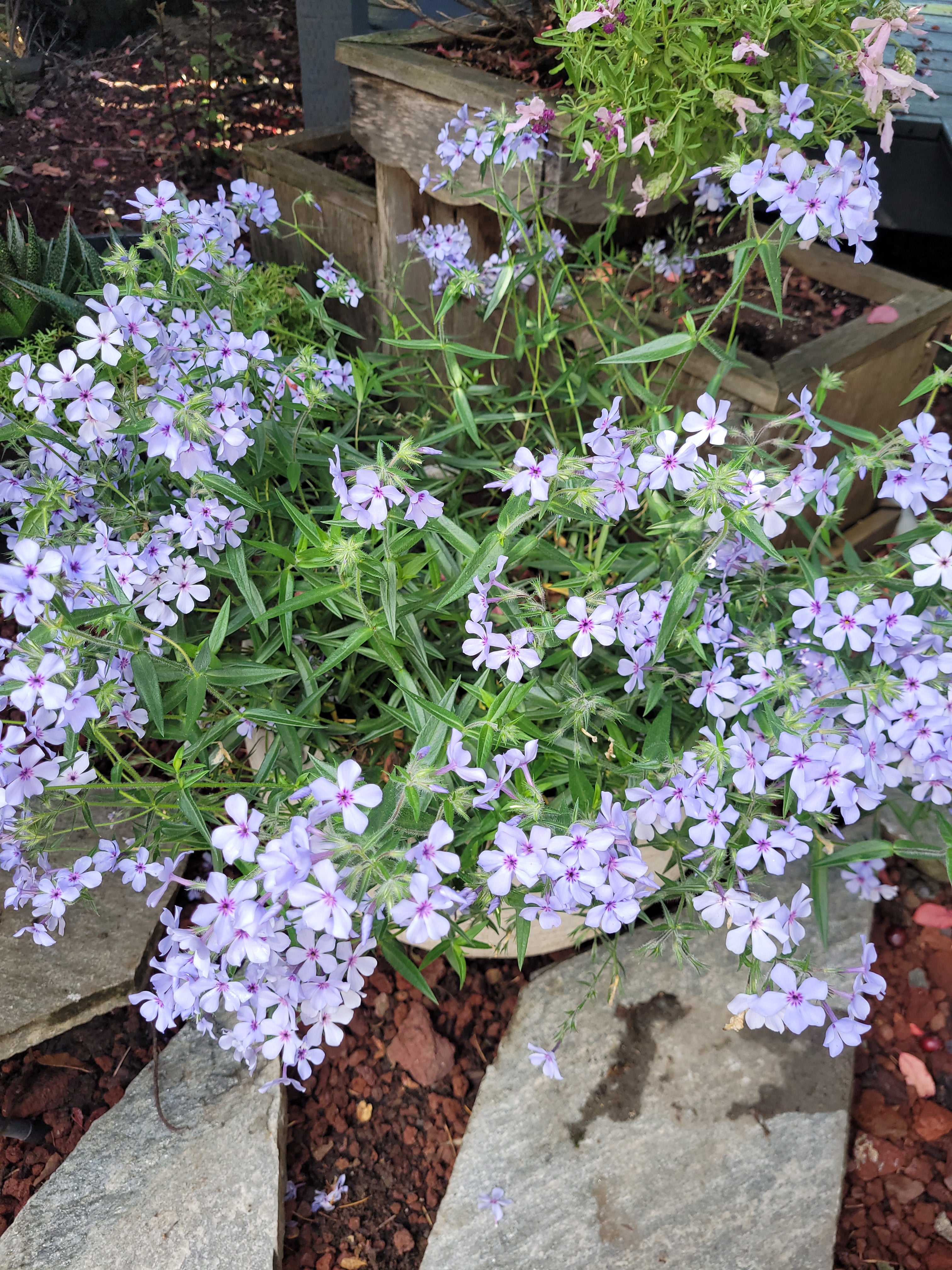 Why Are My Moss Phlox Leaves Droopy?