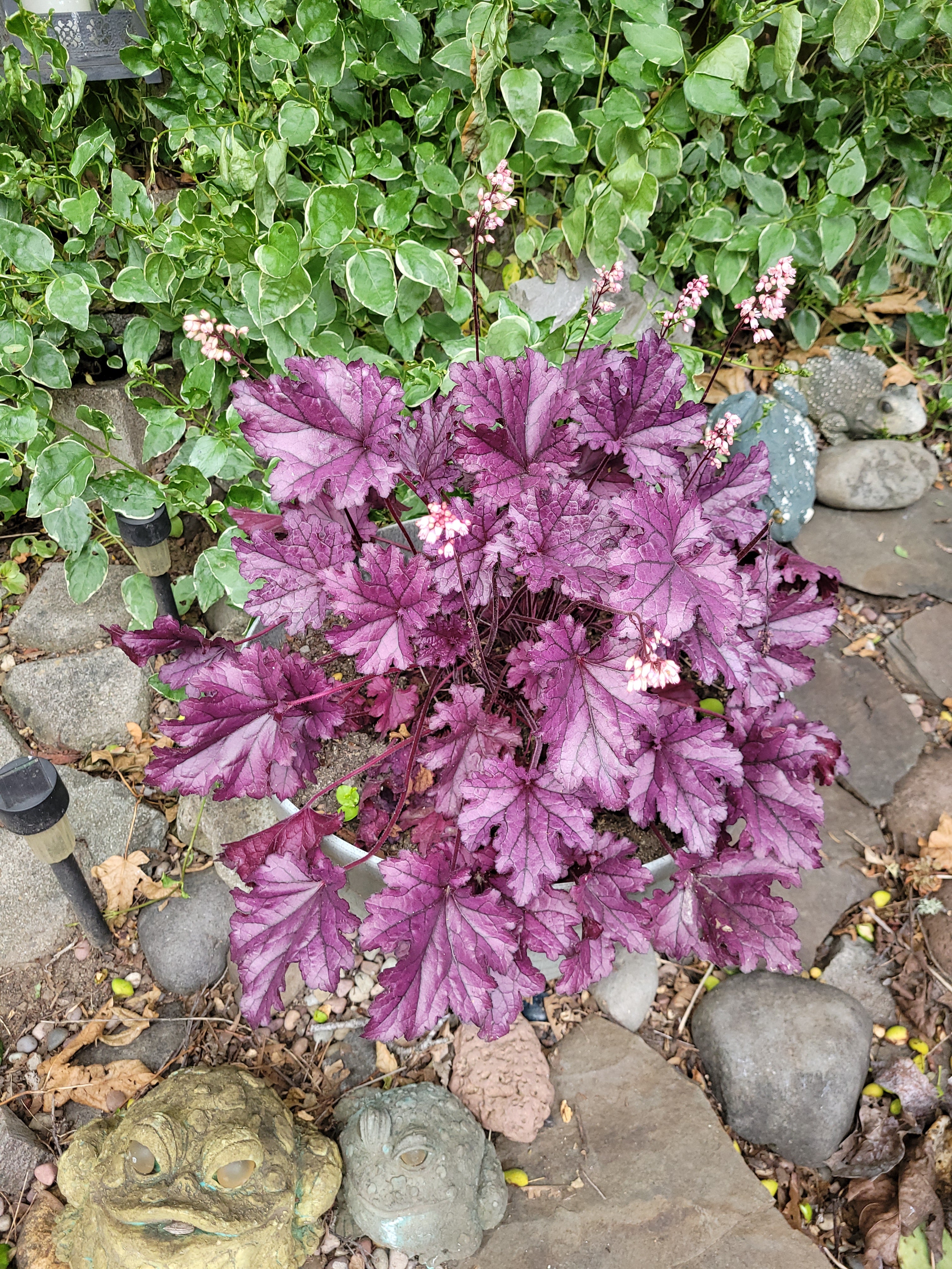 How to Get a Crevice Alumroot to Bloom