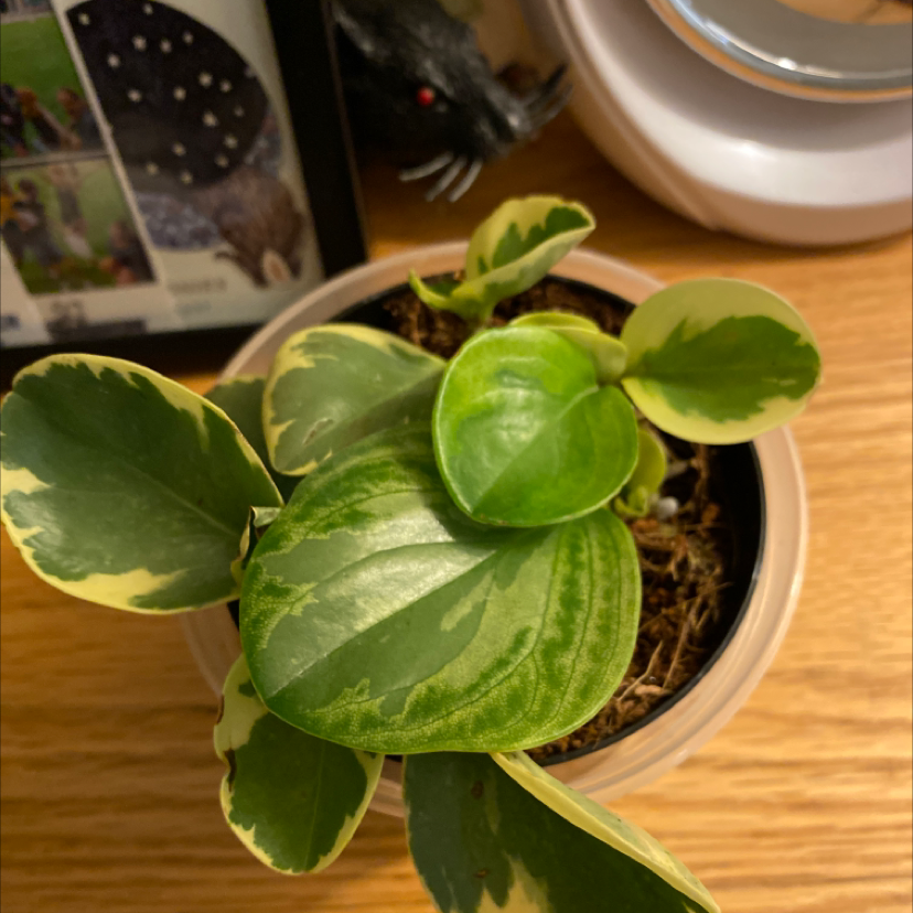 💧 How Much Humidity Does My Low Peperomia Need?