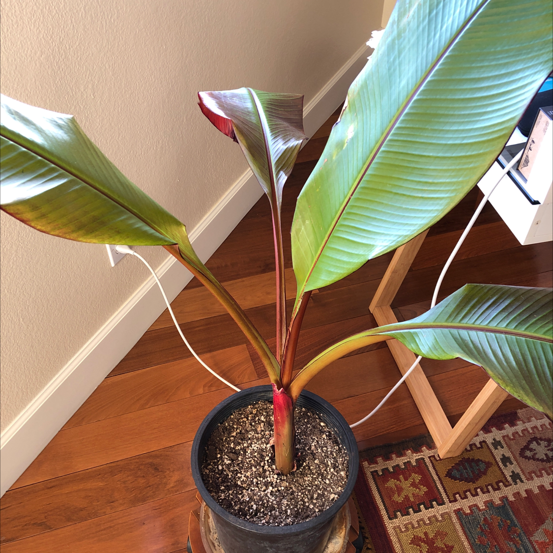 🍌 Propagating Your Banana: Step-by-step Guide