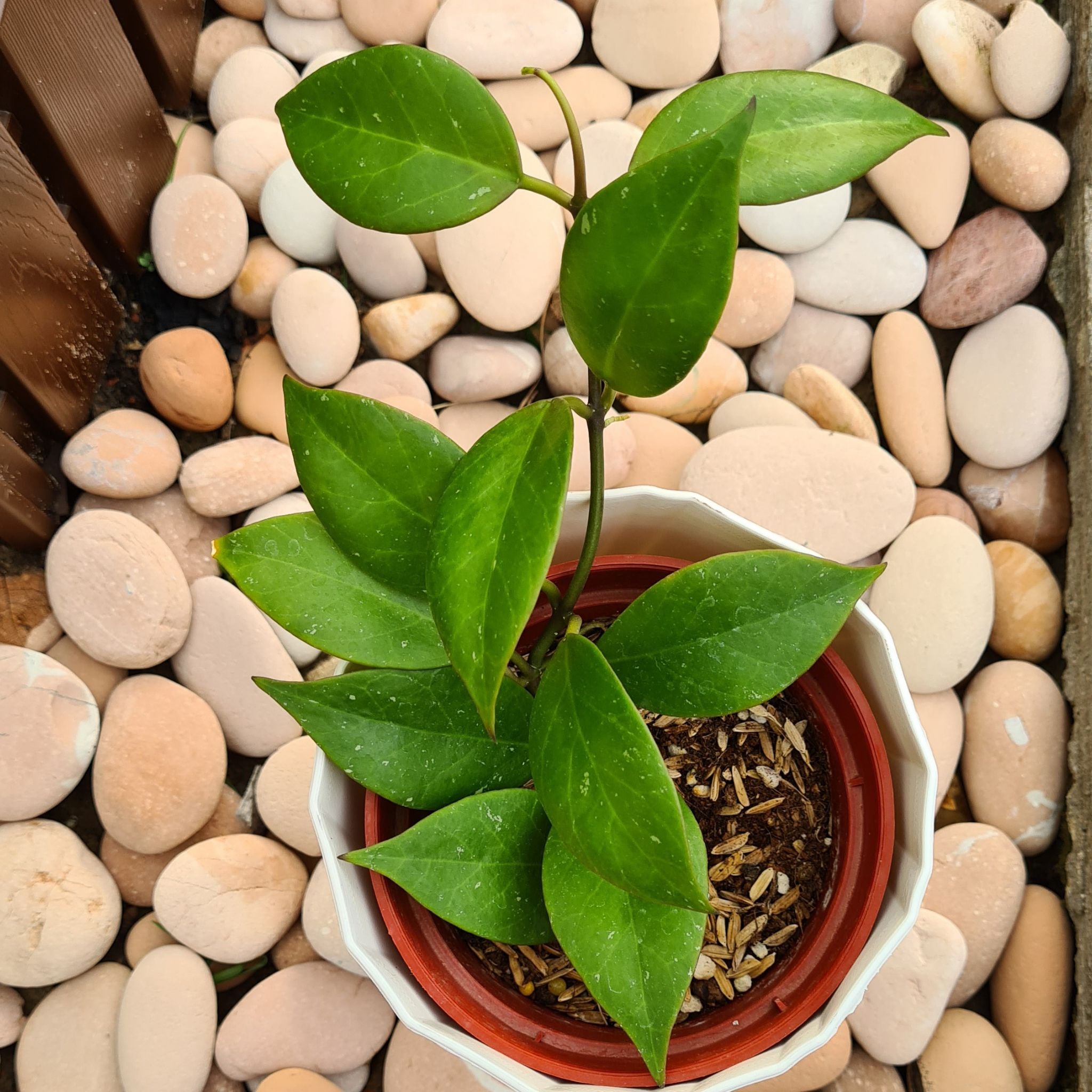 How Much Humidity Does My Hoya 'Sunrise' Need?