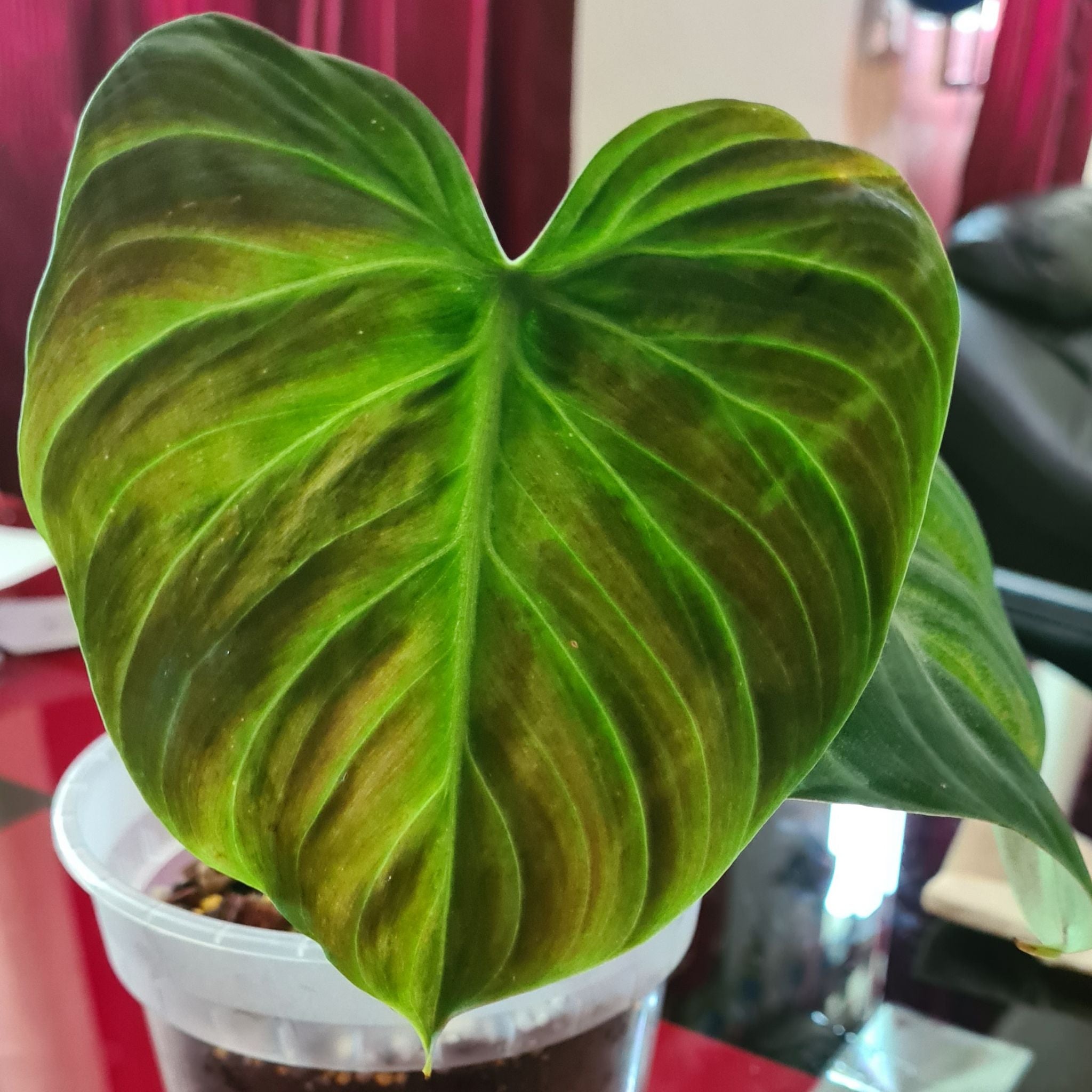 🌞 Is Direct Sunlight Good for My Philodendron El Choco Red?