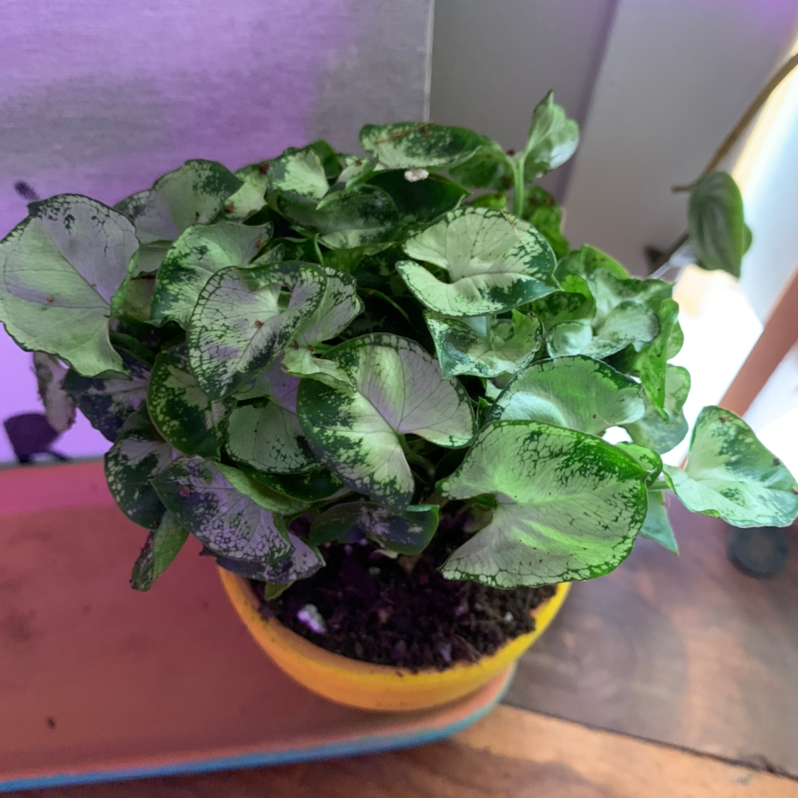 🐛 What To Do About Bugs on My Syngonium Pixie?