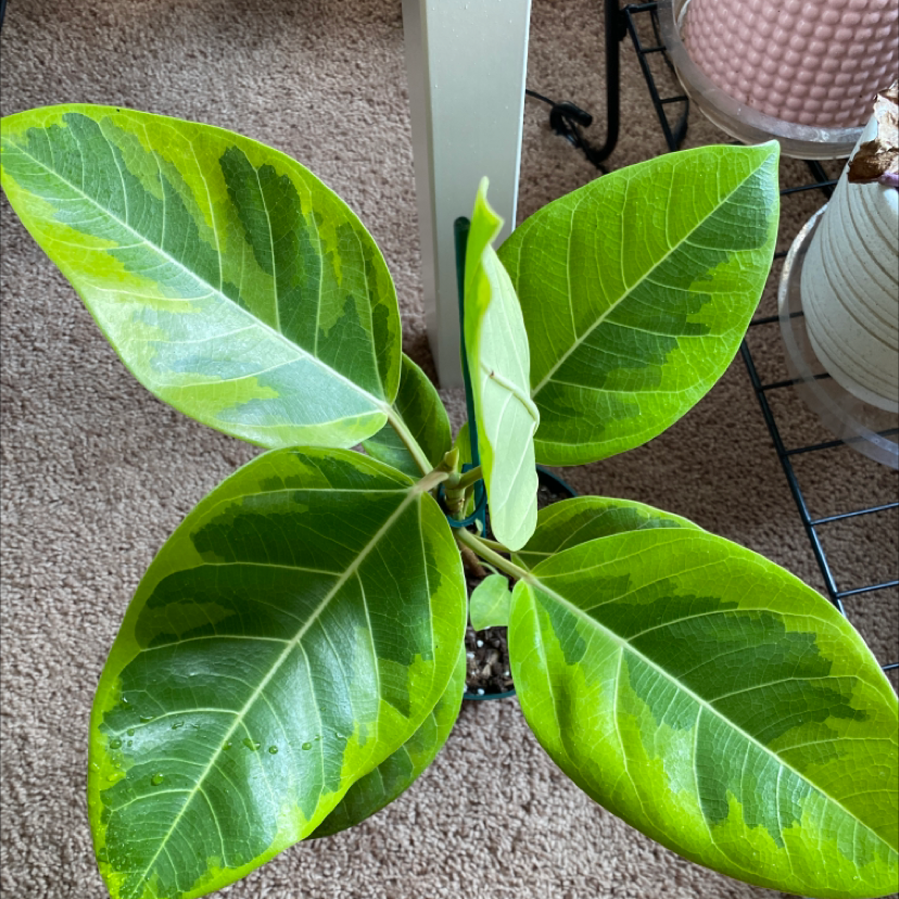 Common Council Tree Problems