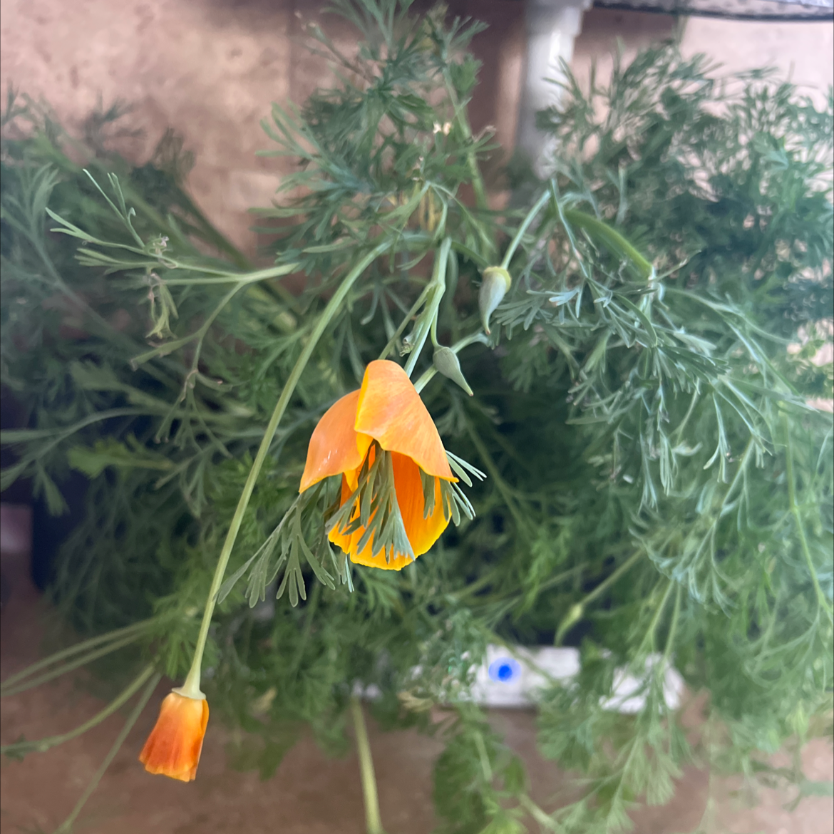 Why Are My California Poppy Leaves Curling?
