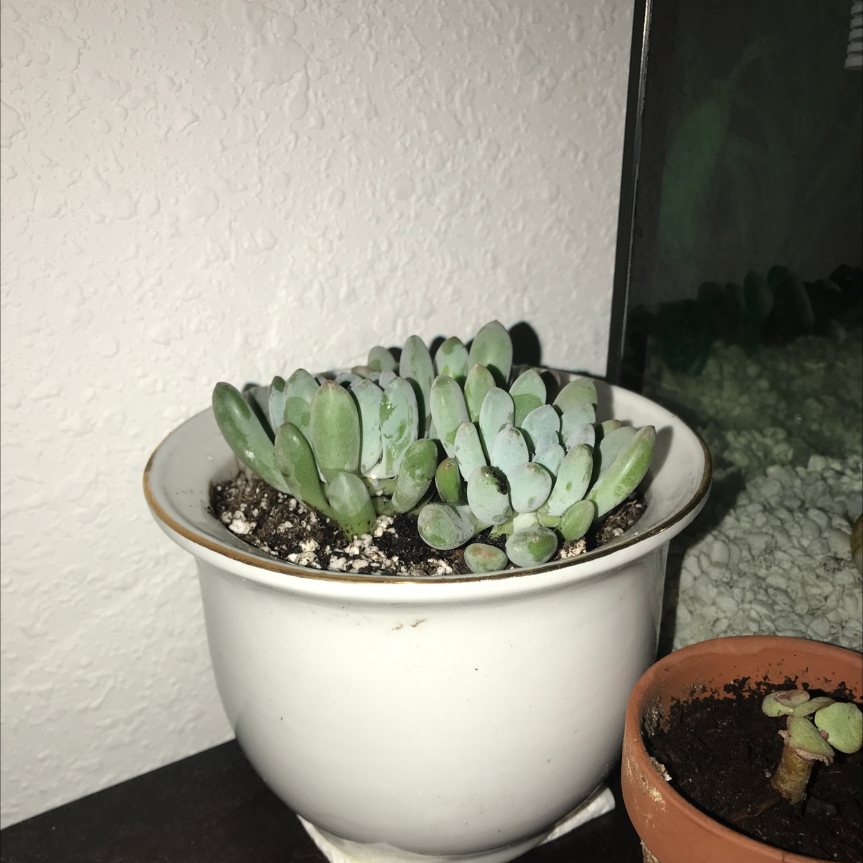 How to Get a Pachyphytum Baby Finger to Bloom