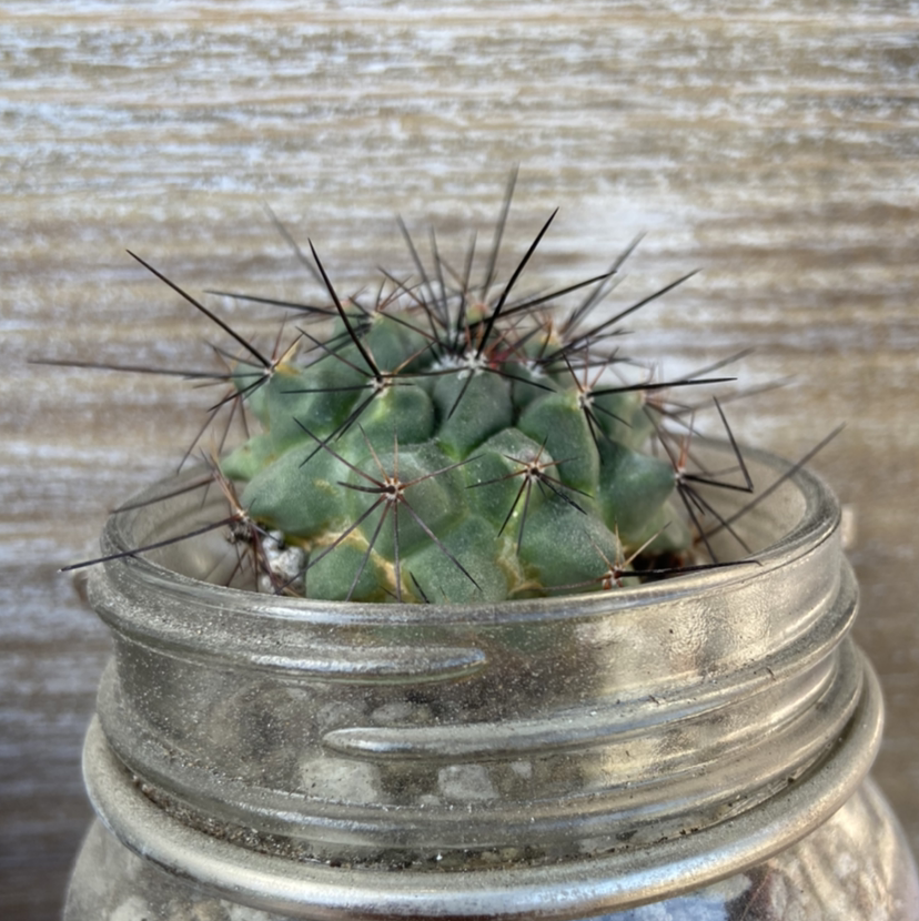 🌵 Why Are My Hooked Cactus Leaves Droopy?