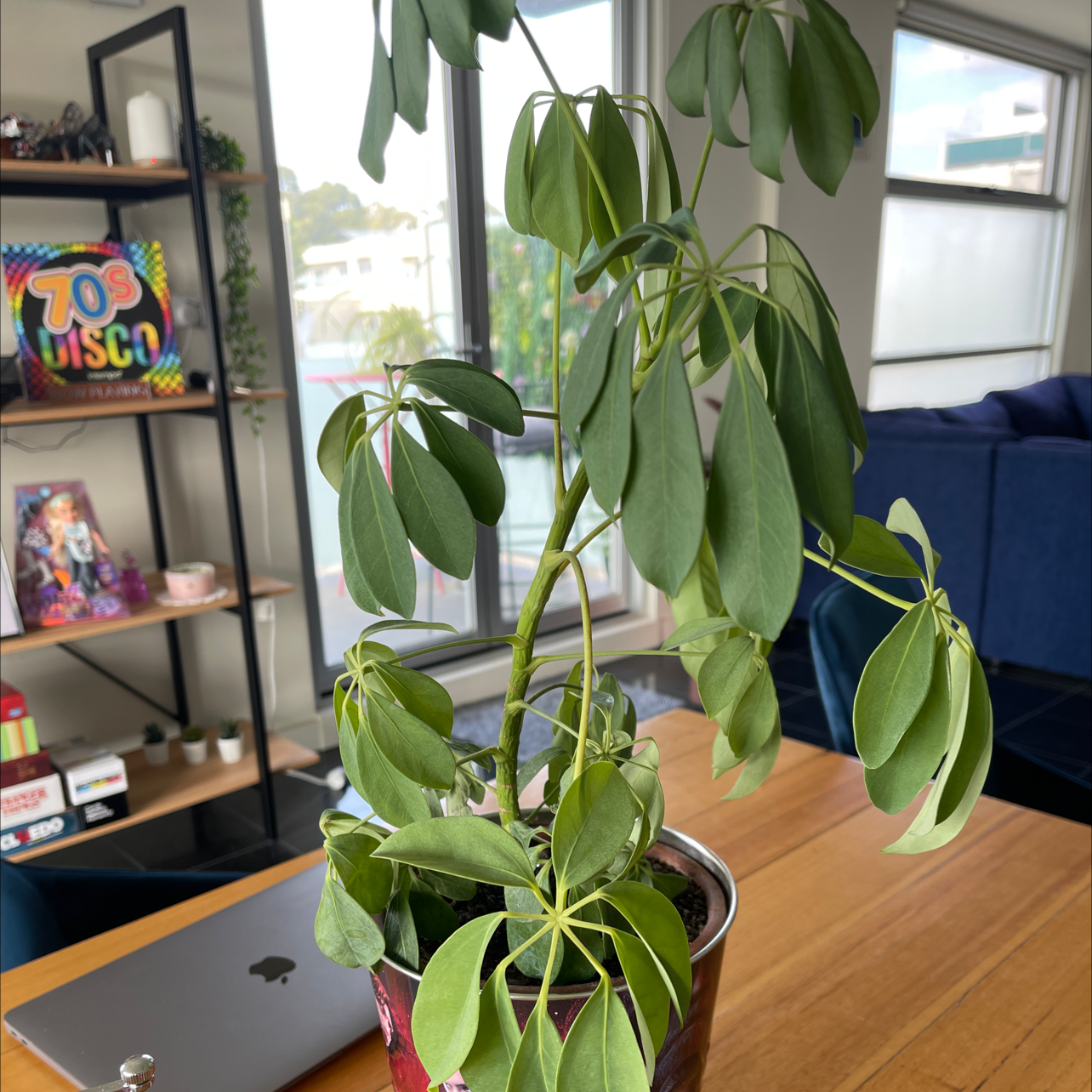 🐙 What Are The Bugs on My Octopus Tree?