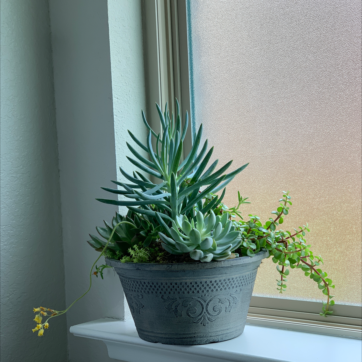 Propagating Narrow-Leaf Chalk Sticks: Step-by-Step Guide