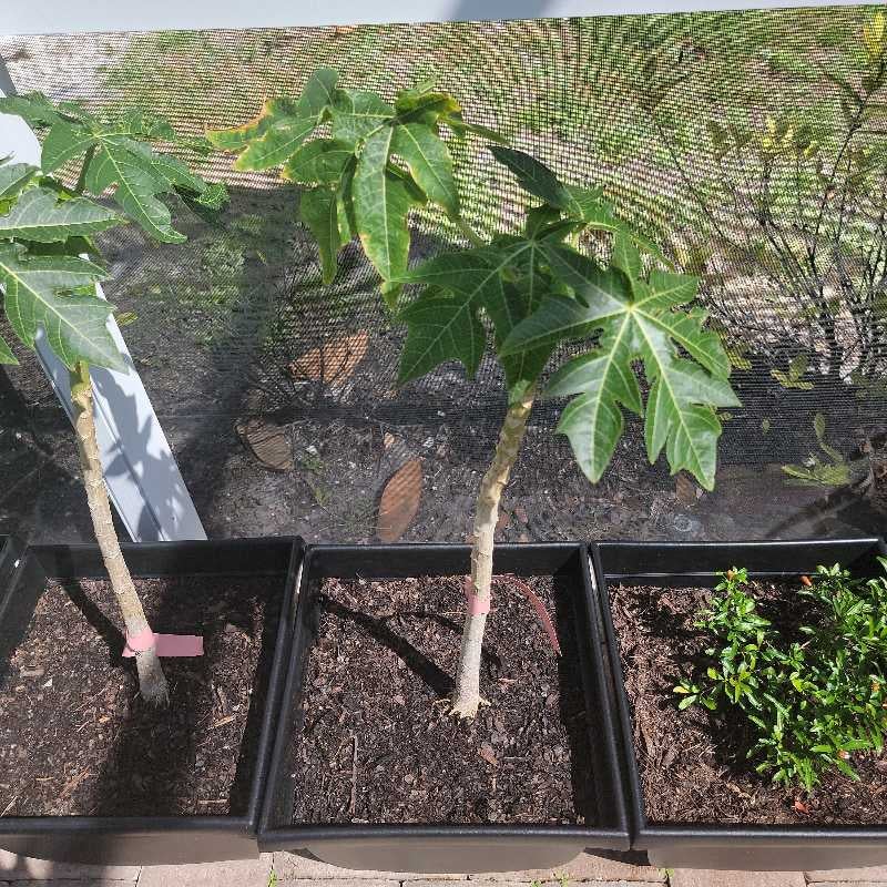 🌡 What Temperature Does My Papaya Need?