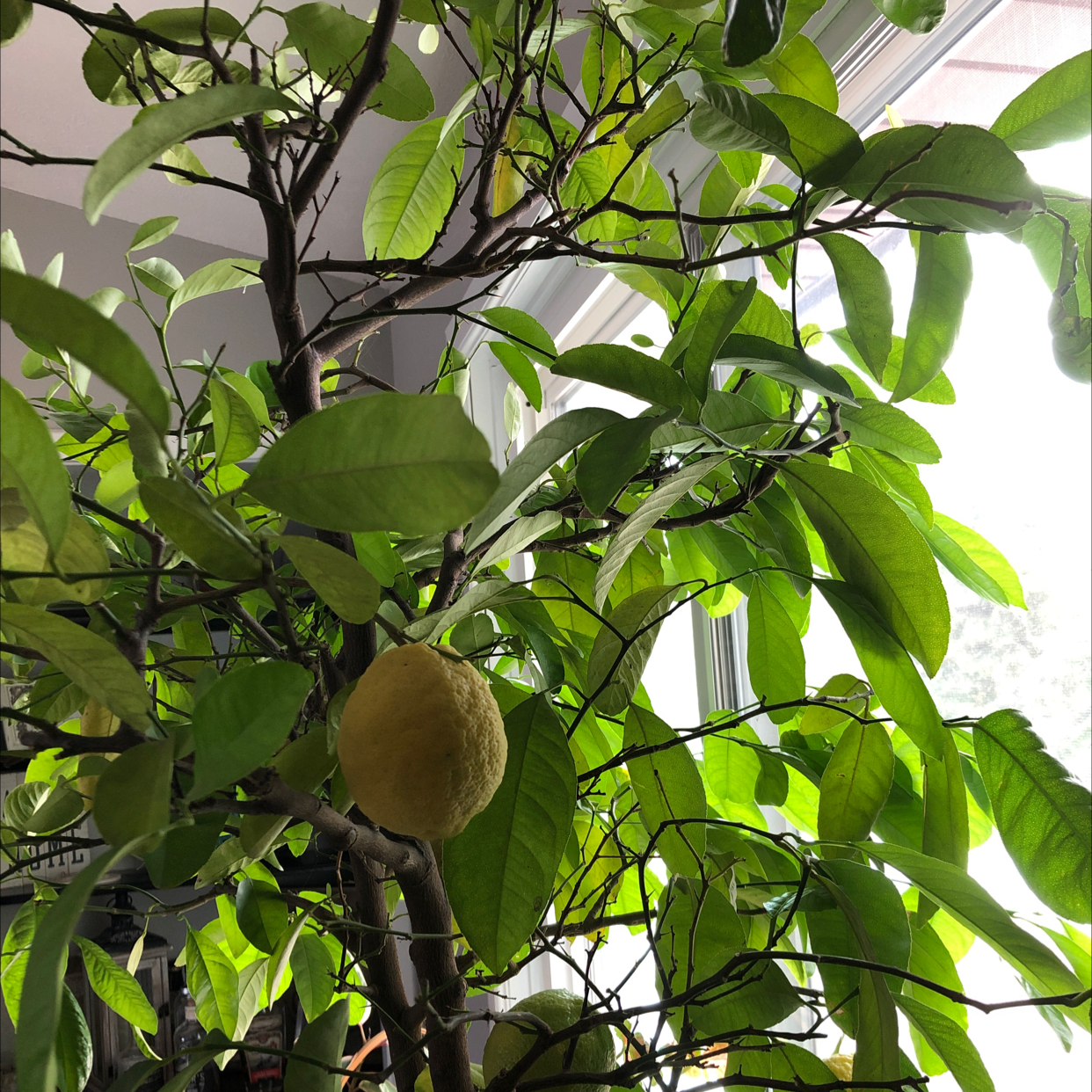 Pomelo - Fertilizing 101
