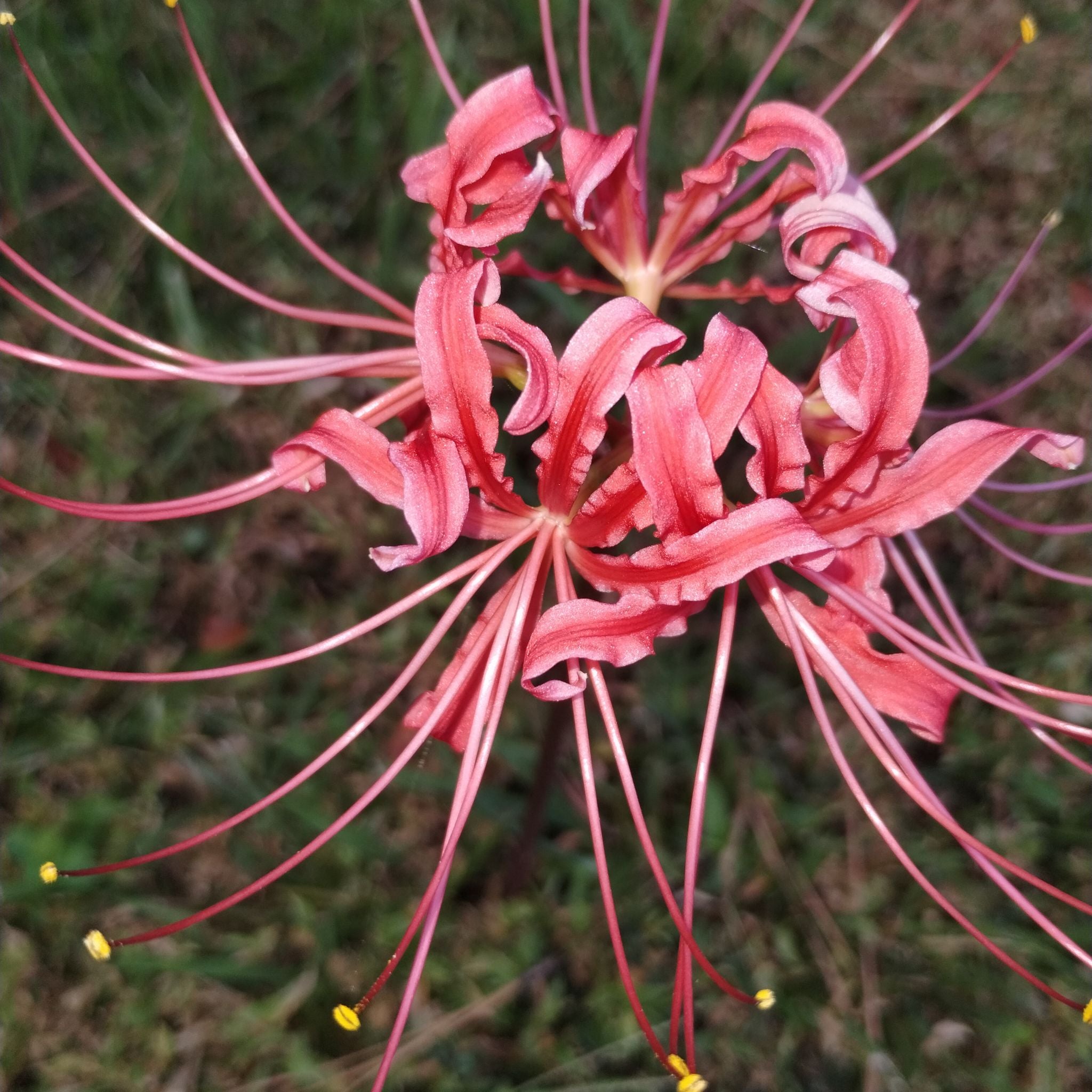 Symbolism and Benefits of the Red Spider Lily