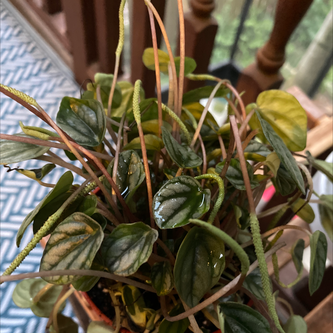 Personalized peperomia wavy gravy Care: Water, Light, Nutrients | Greg App