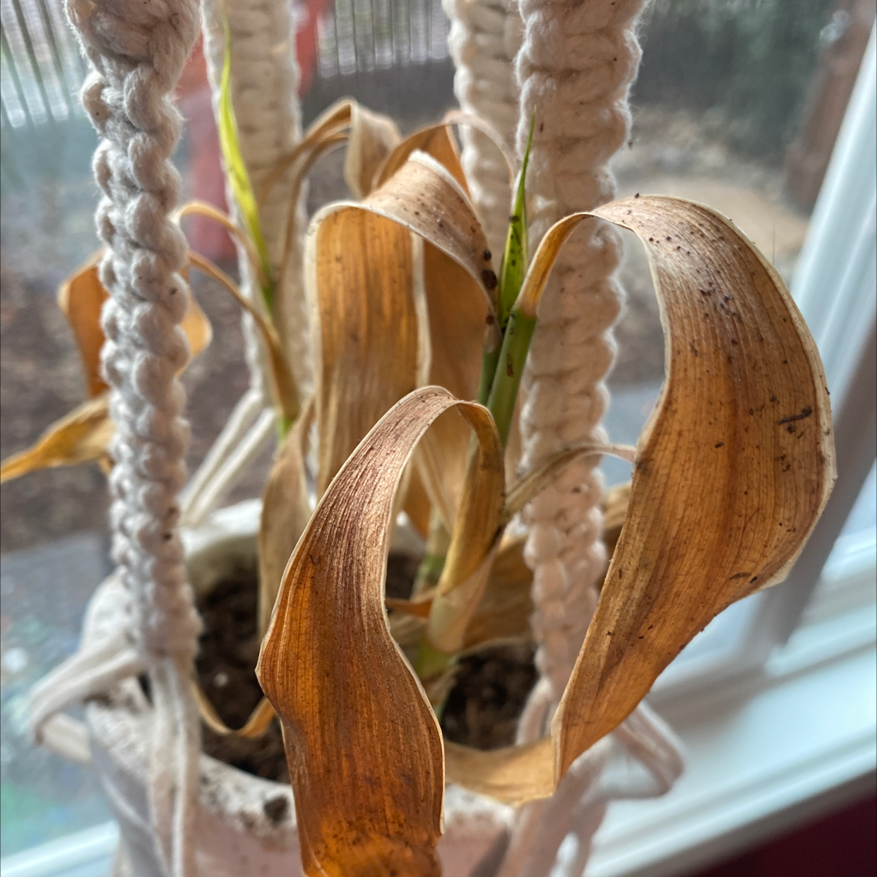 What Is A Good Temperature Range For My Corn?