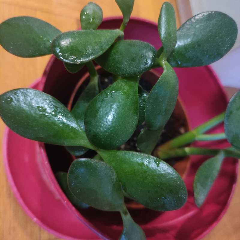 Krasula | A plant by @GodsendZinnia on Greg