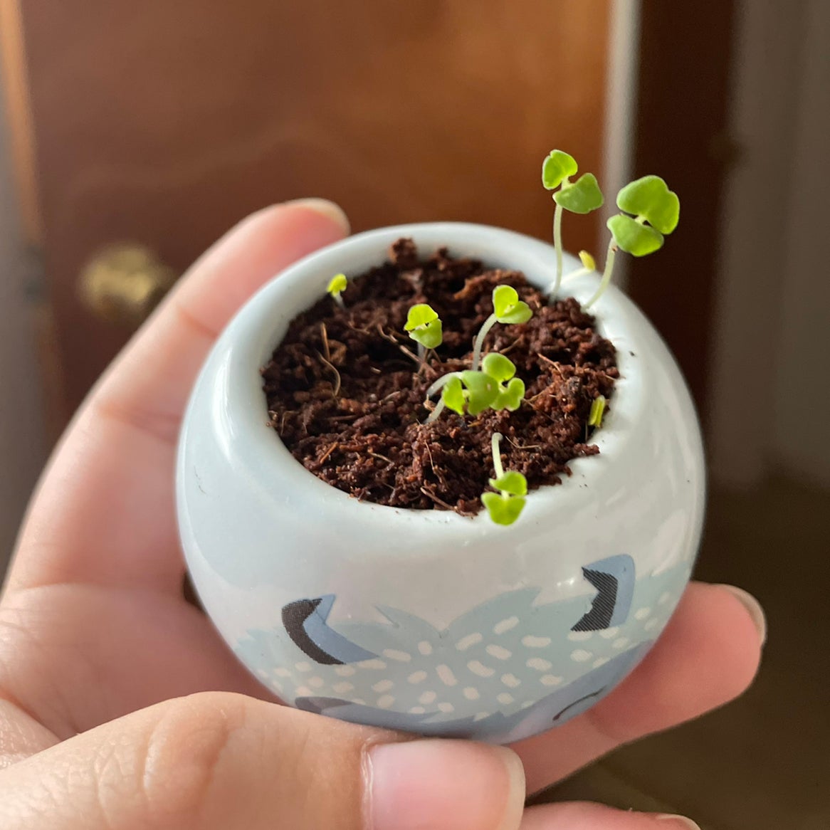 🌱 Soil Recommendations for Chia