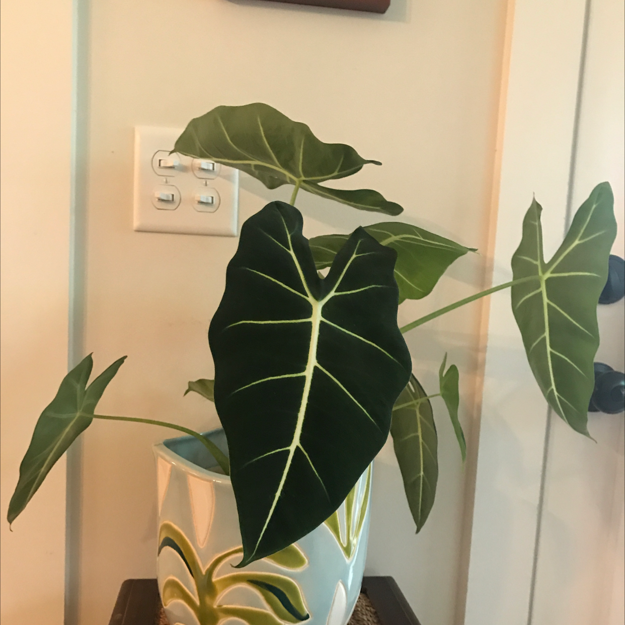 Should I Repot My Arrowleaf Elephant Ear And If So, How?