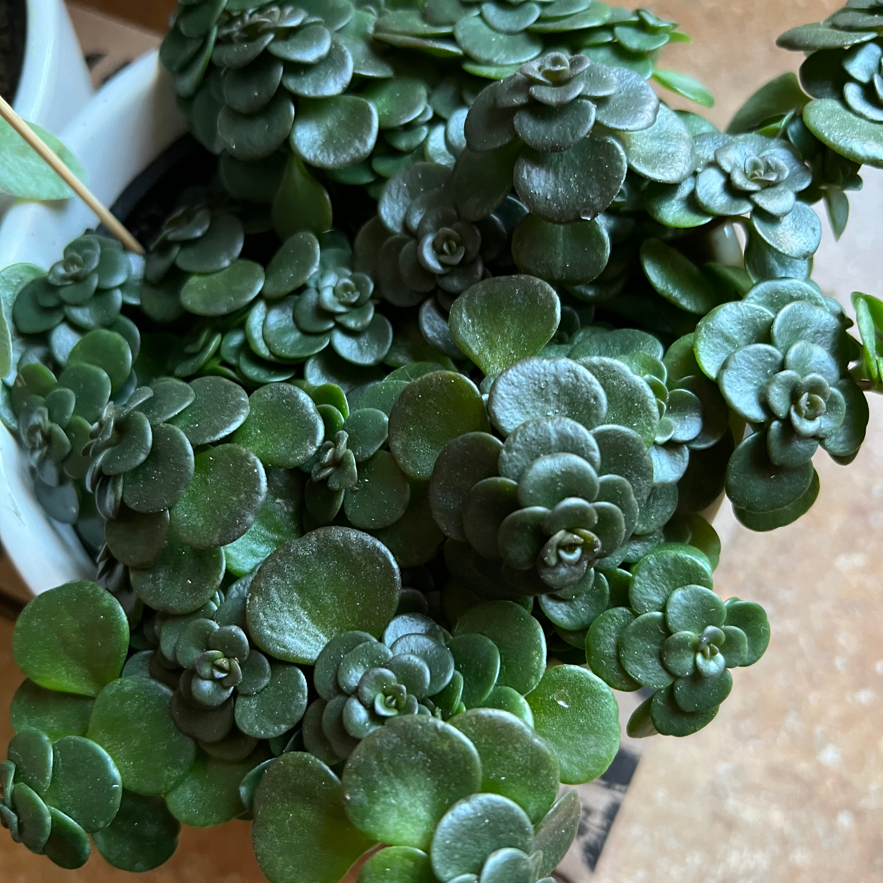 10 Benefits of Having a Cape Province Pygmyweed