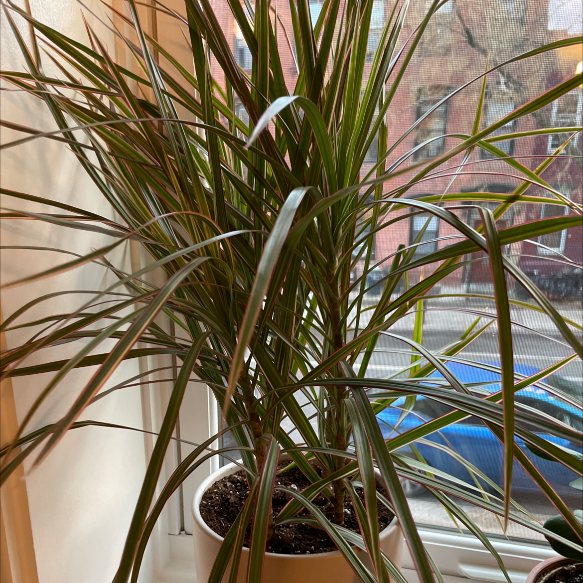 When and Where Should I Trim My Madagascar Dragon Tree?
