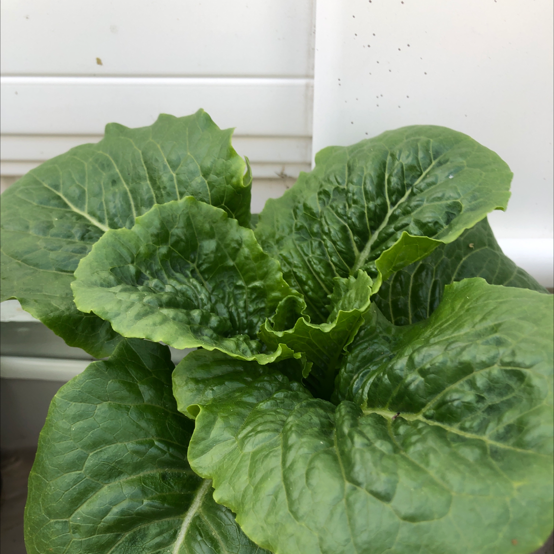 🌞 Is Direct Sunlight Good for My Garden Lettuce?