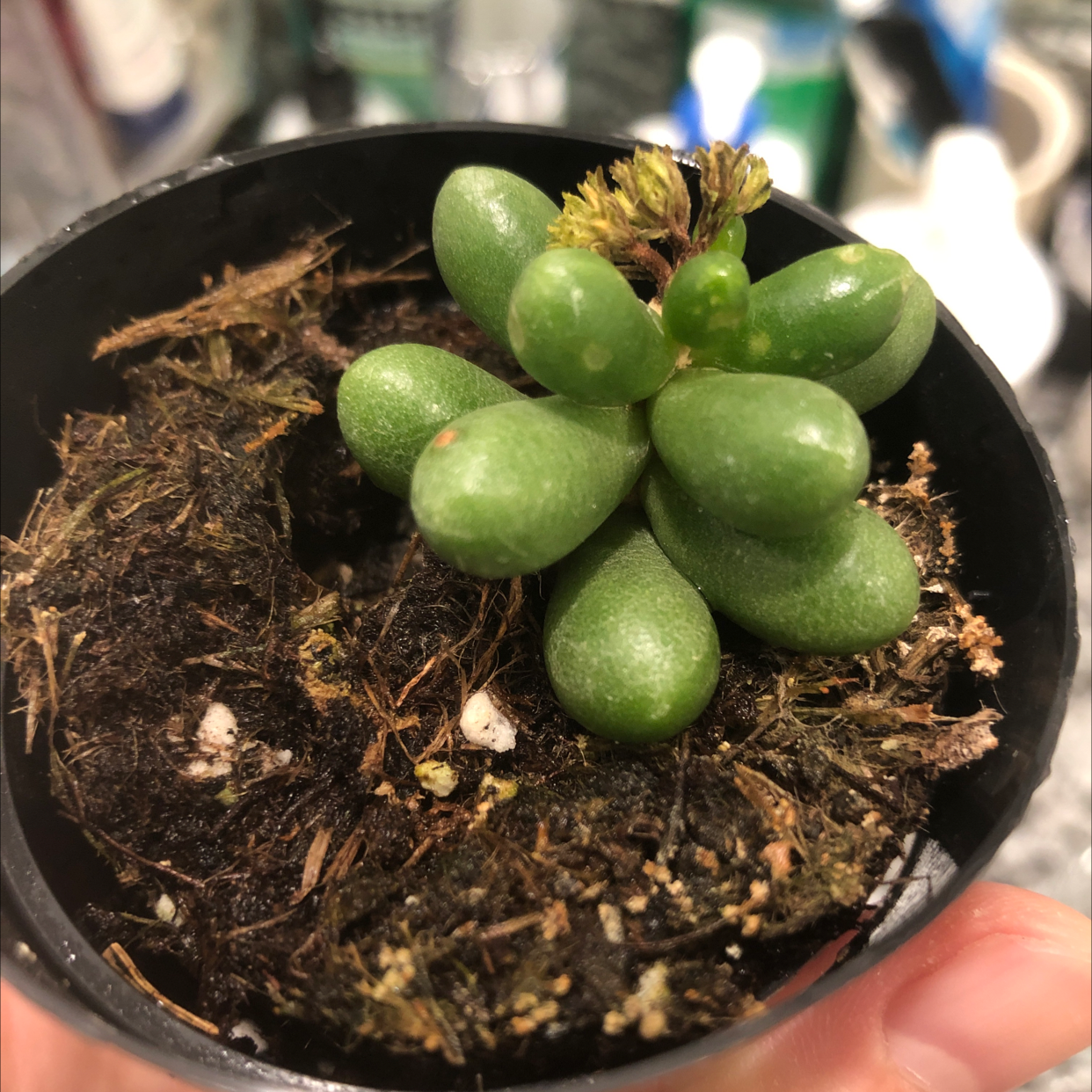 How and When Should I Cut Back My Sedum hernandezii?