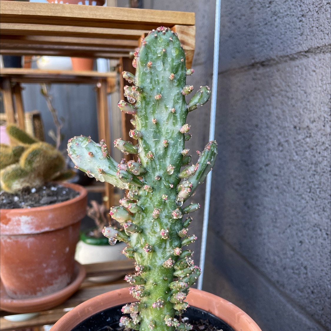 🌵 What Temperature Should My Drooping Prickly Pear Be Kept At?