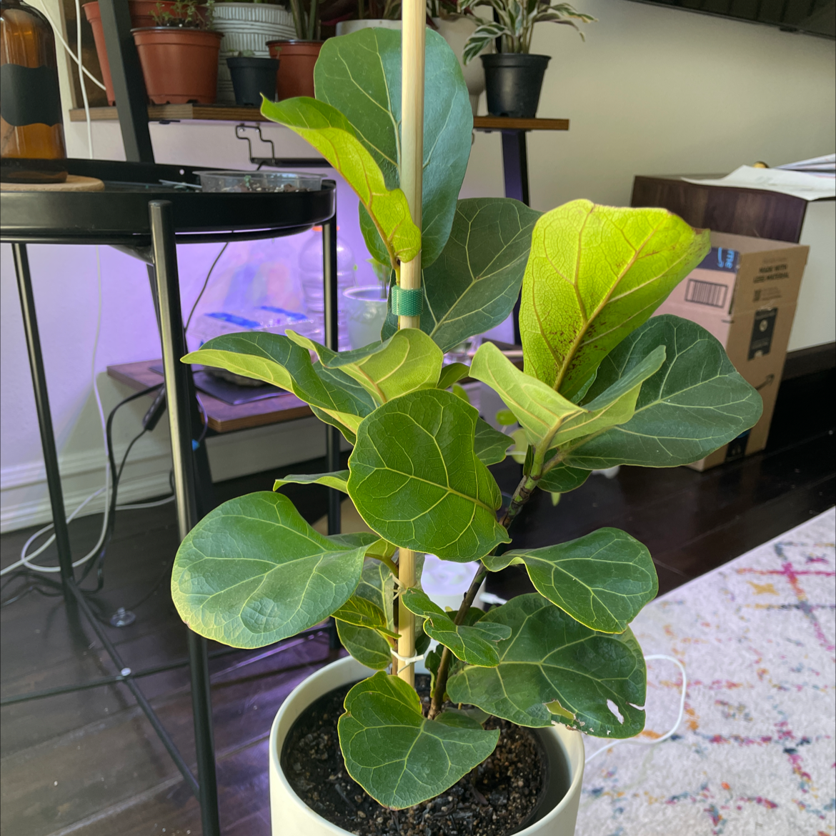 🌡 What Temperature Does My Dwarf Fiddle Leaf Fig Need?