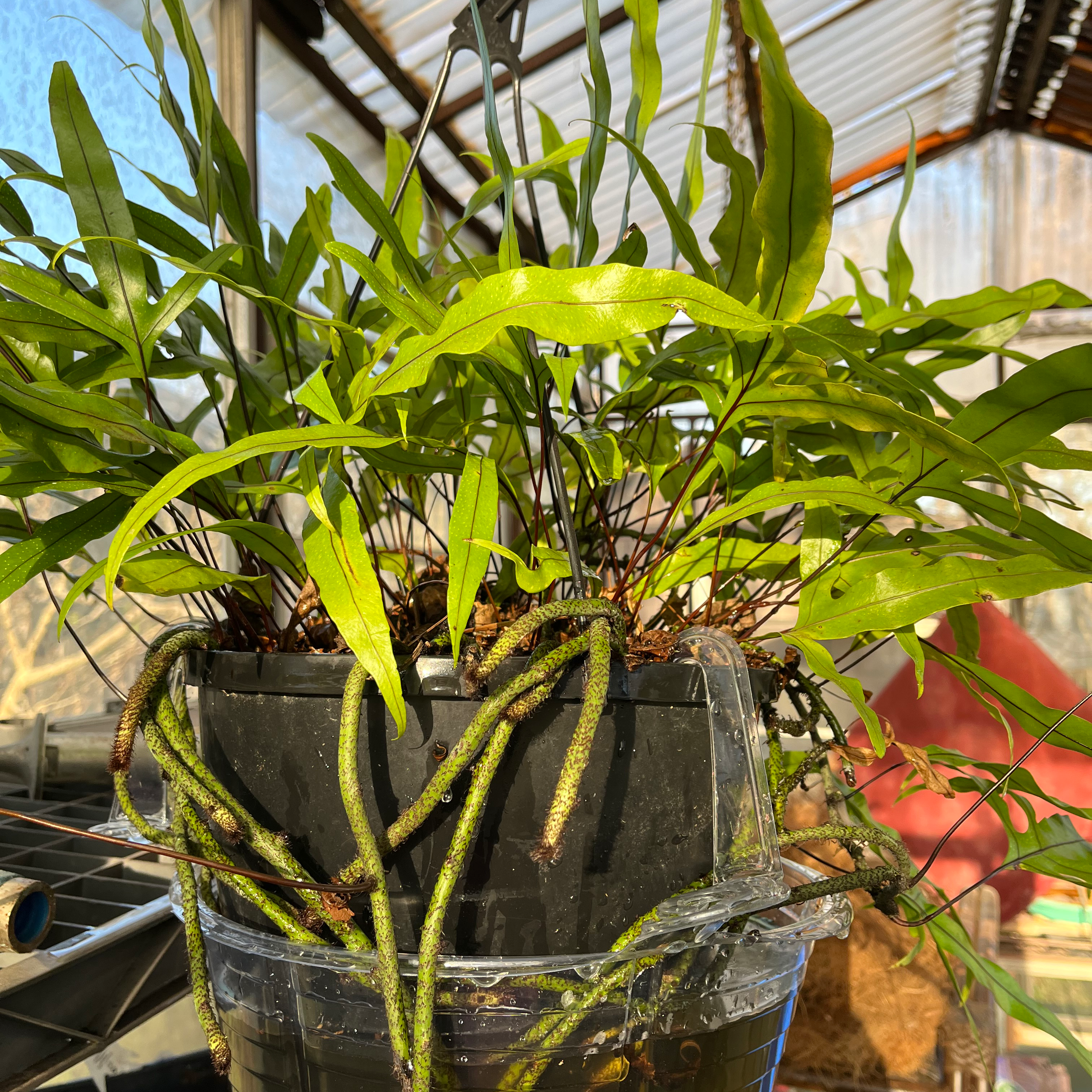 🦘 How Much Humidity Does My Kangaroo Paw Need?