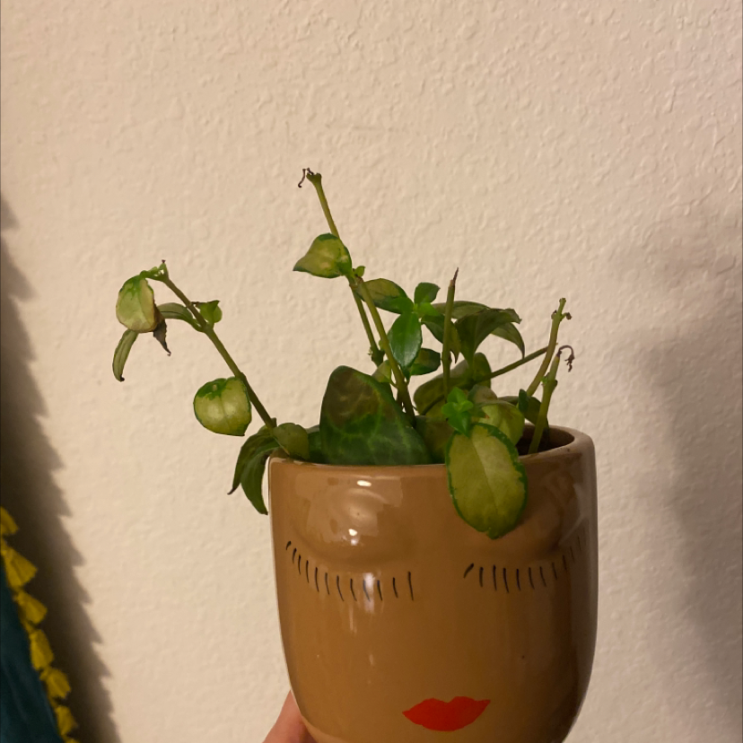 Why Are There Brown Spots on My Lipstick Vine?