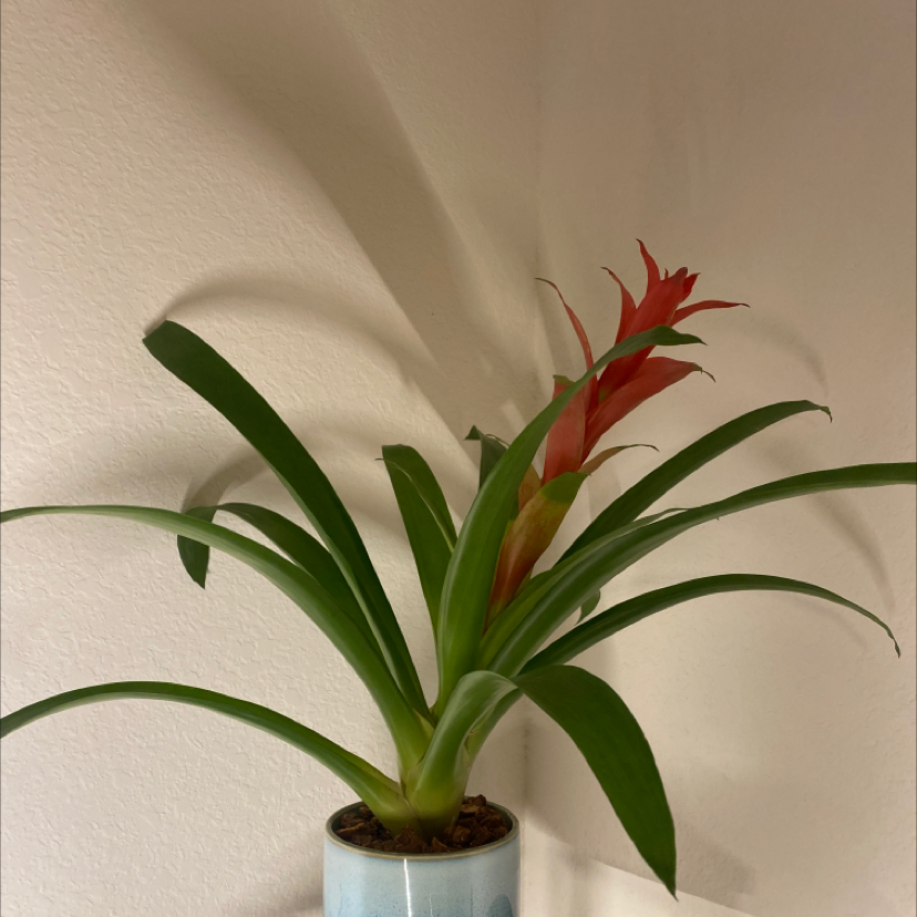 Why Are My Blushing Bromeliad Leaves Dropping?