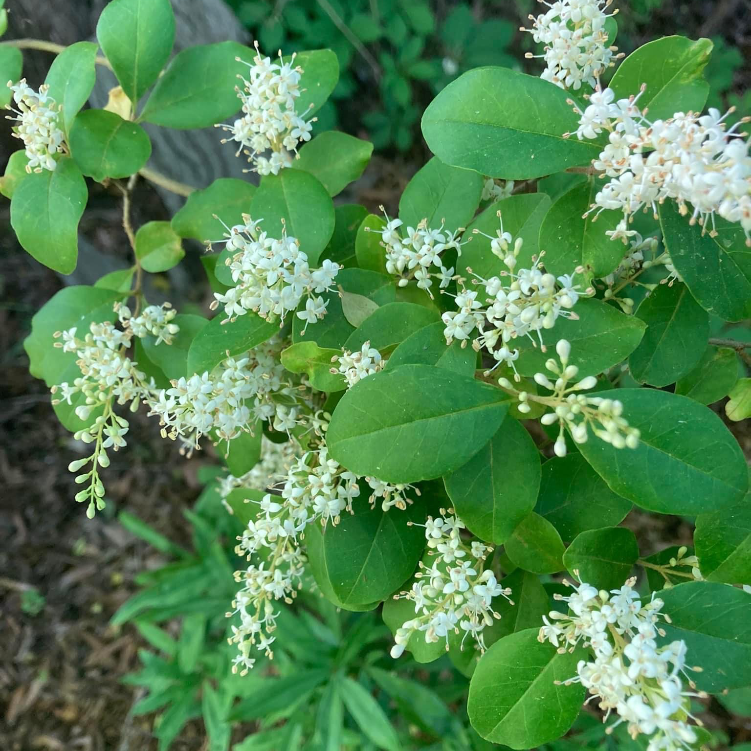 What Do Chinese Privet Flowers Mean?