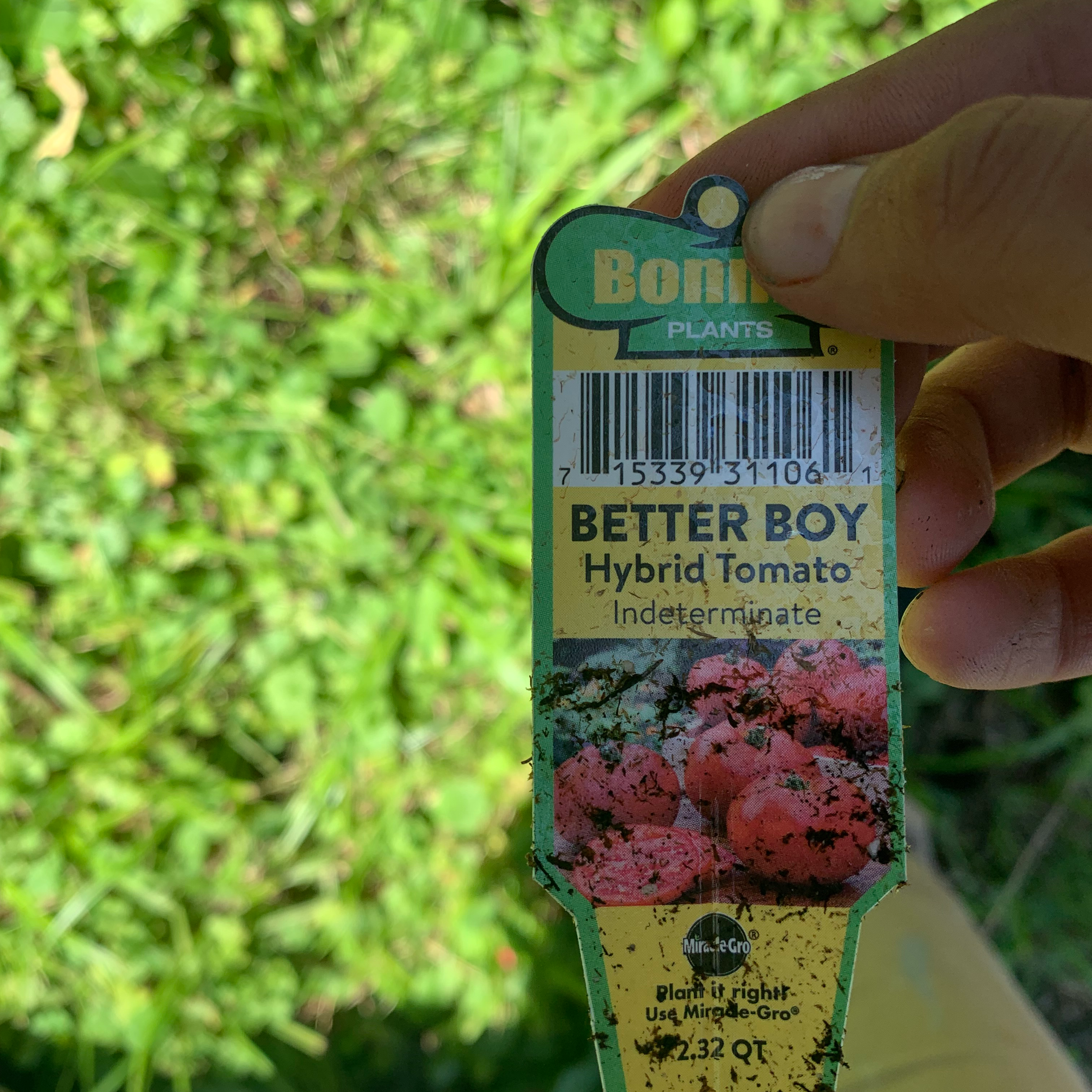 What Are The Bugs on My Tomato Plant? 🐛