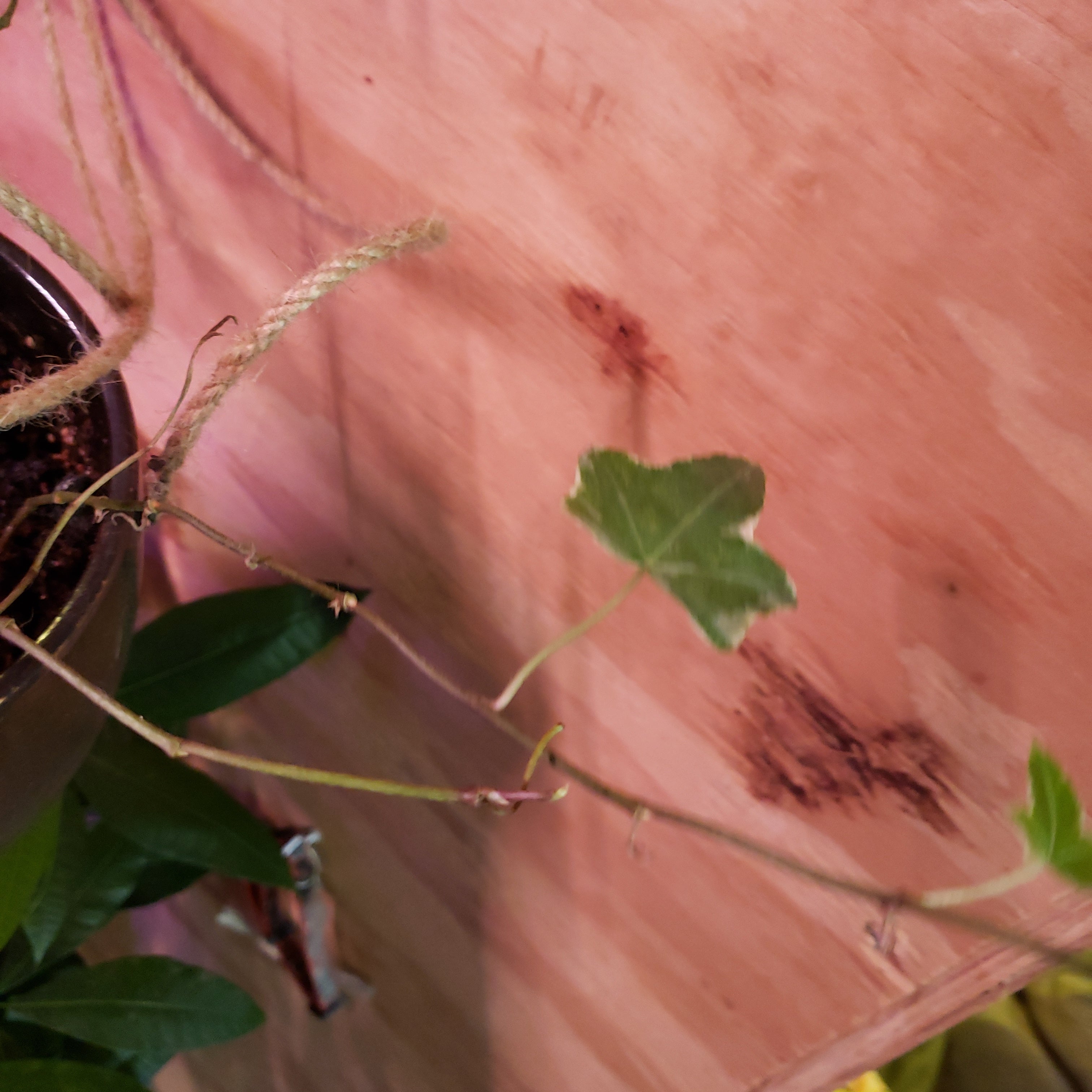 Hedera Plant Care: Water, Light, Nutrients | Greg App 🌱