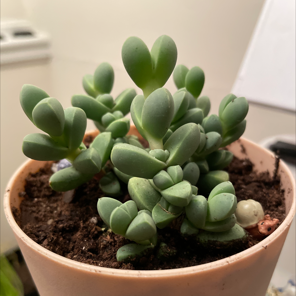 Why Are My Beads Lampranthus Leaves Curling?